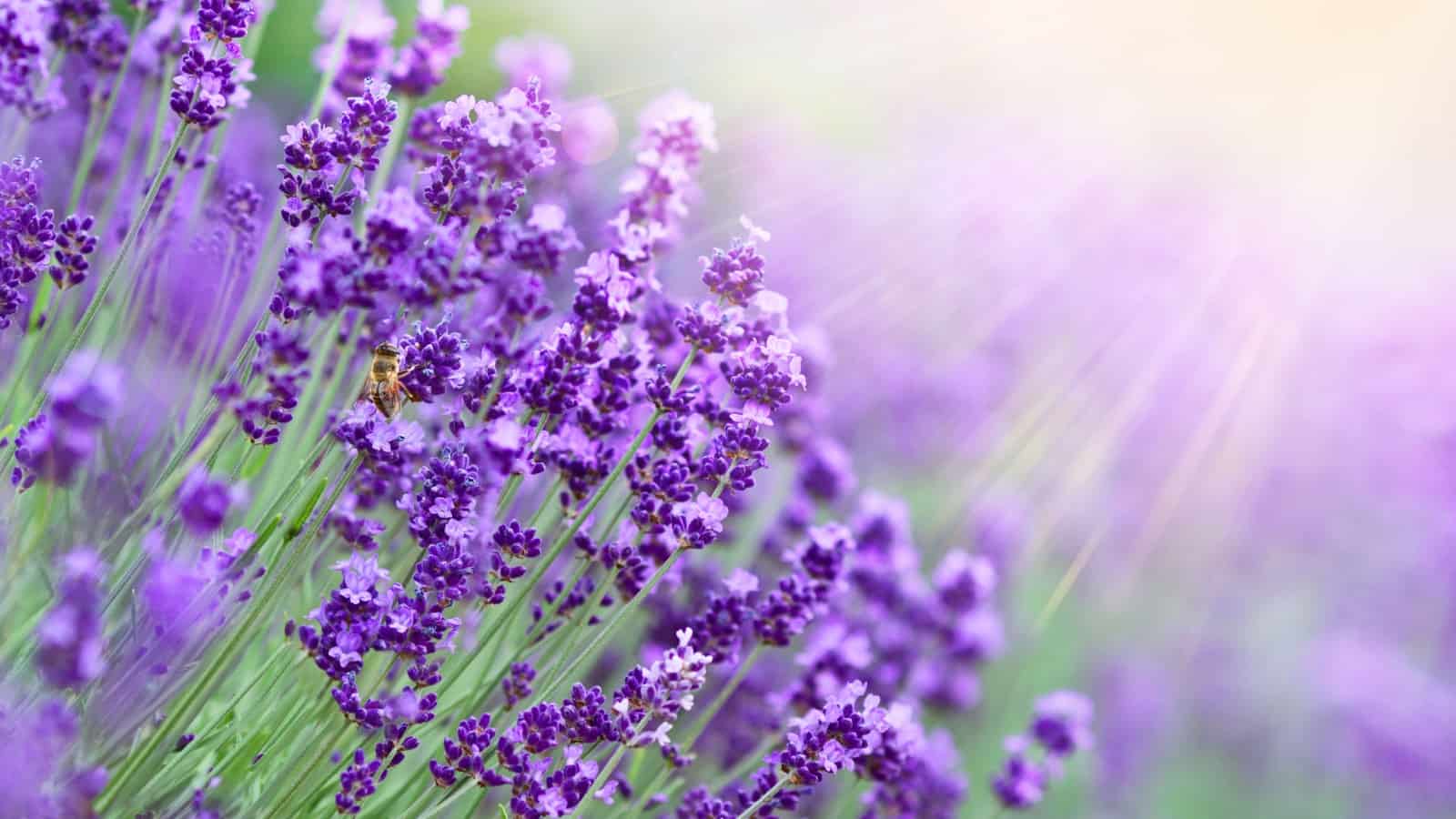 A Traveler's Guide to Must See Flower Festivals Around The World - The ...