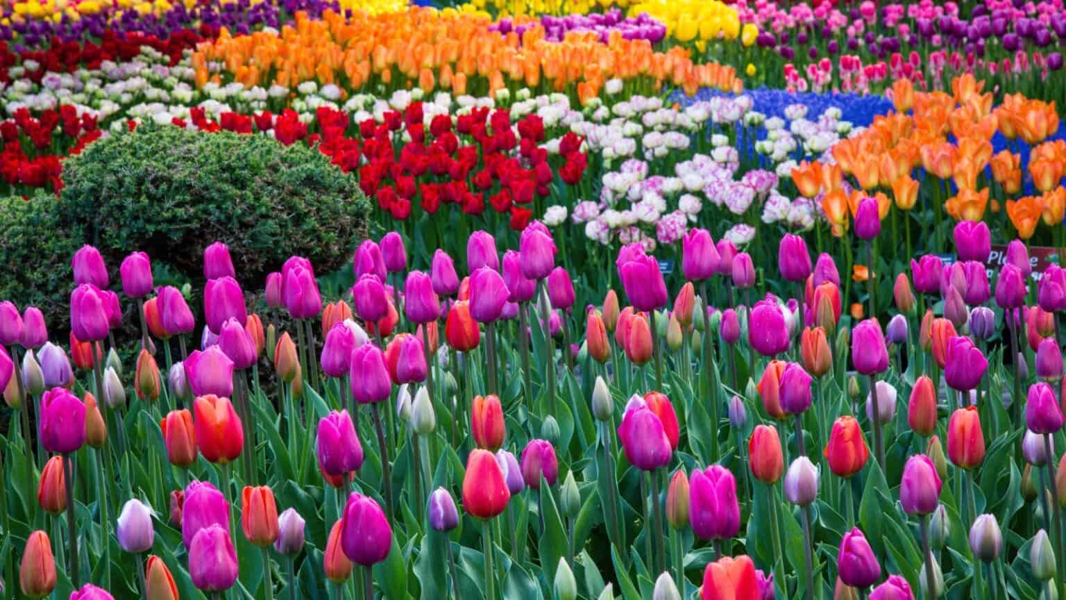 Why tulips signal more than spring after a hard winter - The Queen Zone