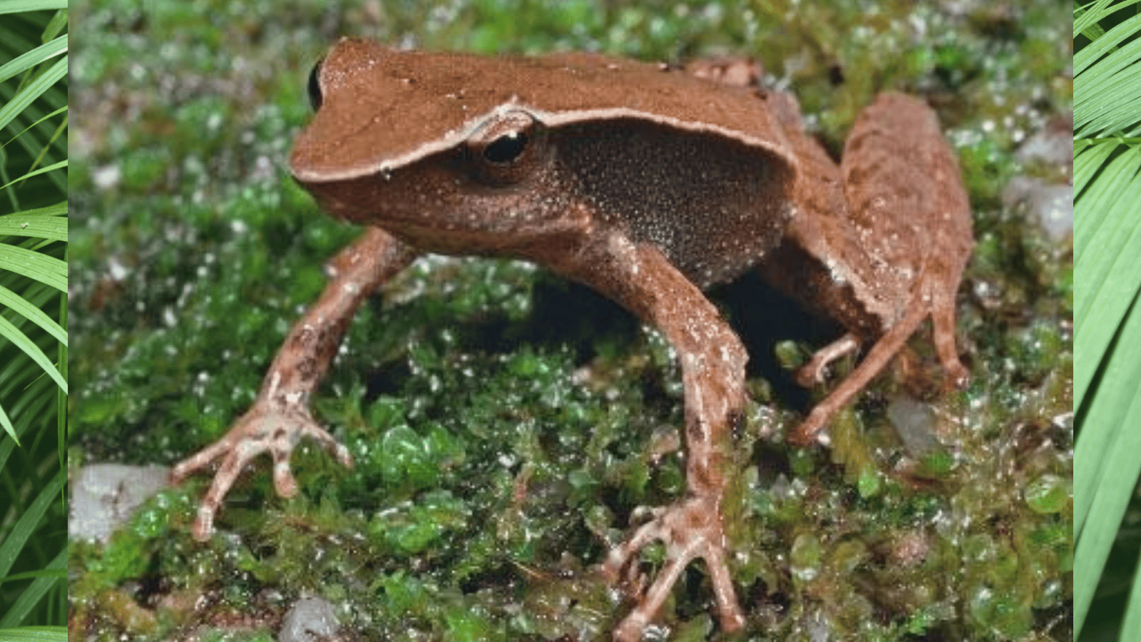 The Urgent Extinction Crisis: 20 Animals Lost Forever in the Past ...