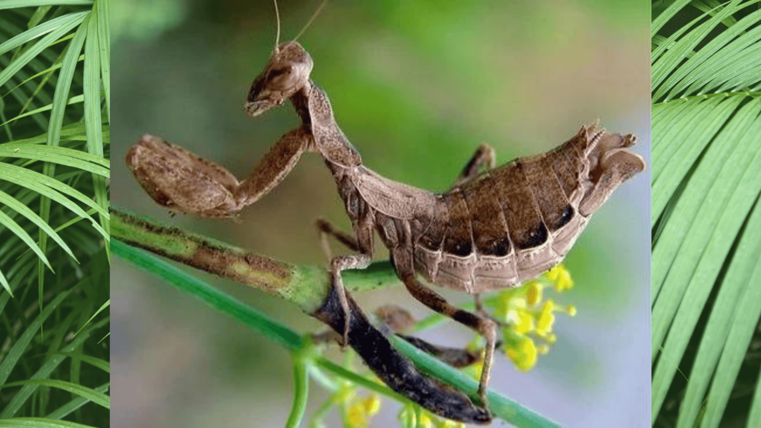 The Urgent Extinction Crisis: 20 Animals Lost Forever in the Past ...