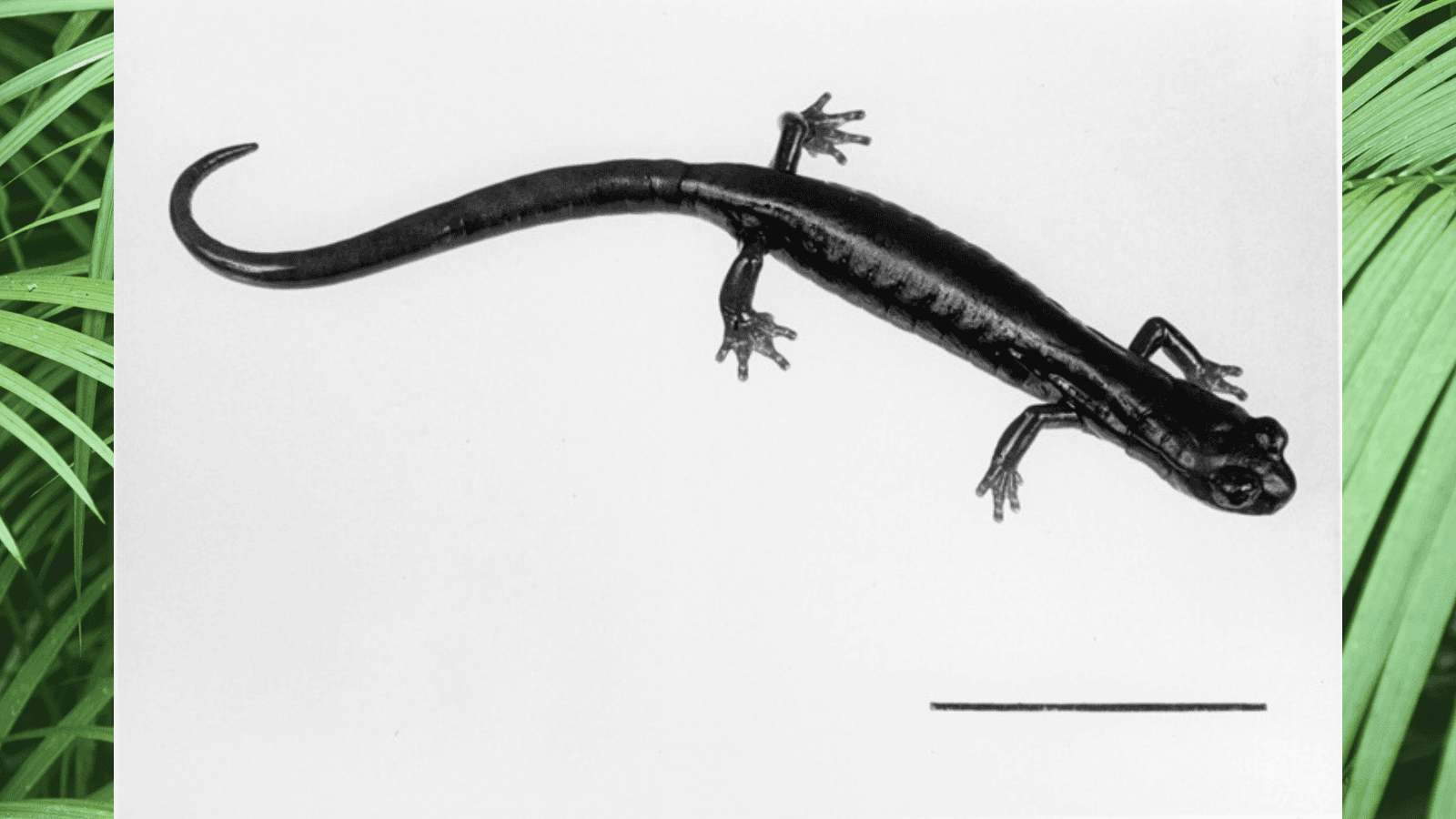 The Urgent Extinction Crisis: 20 Animals Lost Forever in the Past ...