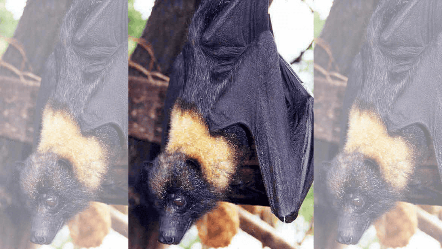 The Urgent Extinction Crisis: 20 Animals Lost Forever in the Past ...