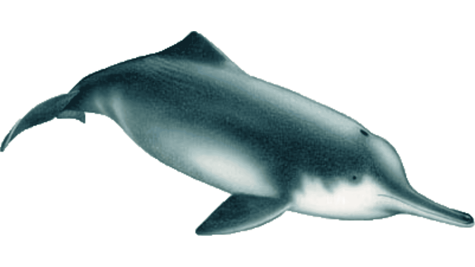The Urgent Extinction Crisis: 20 Animals Lost Forever in the Past ...