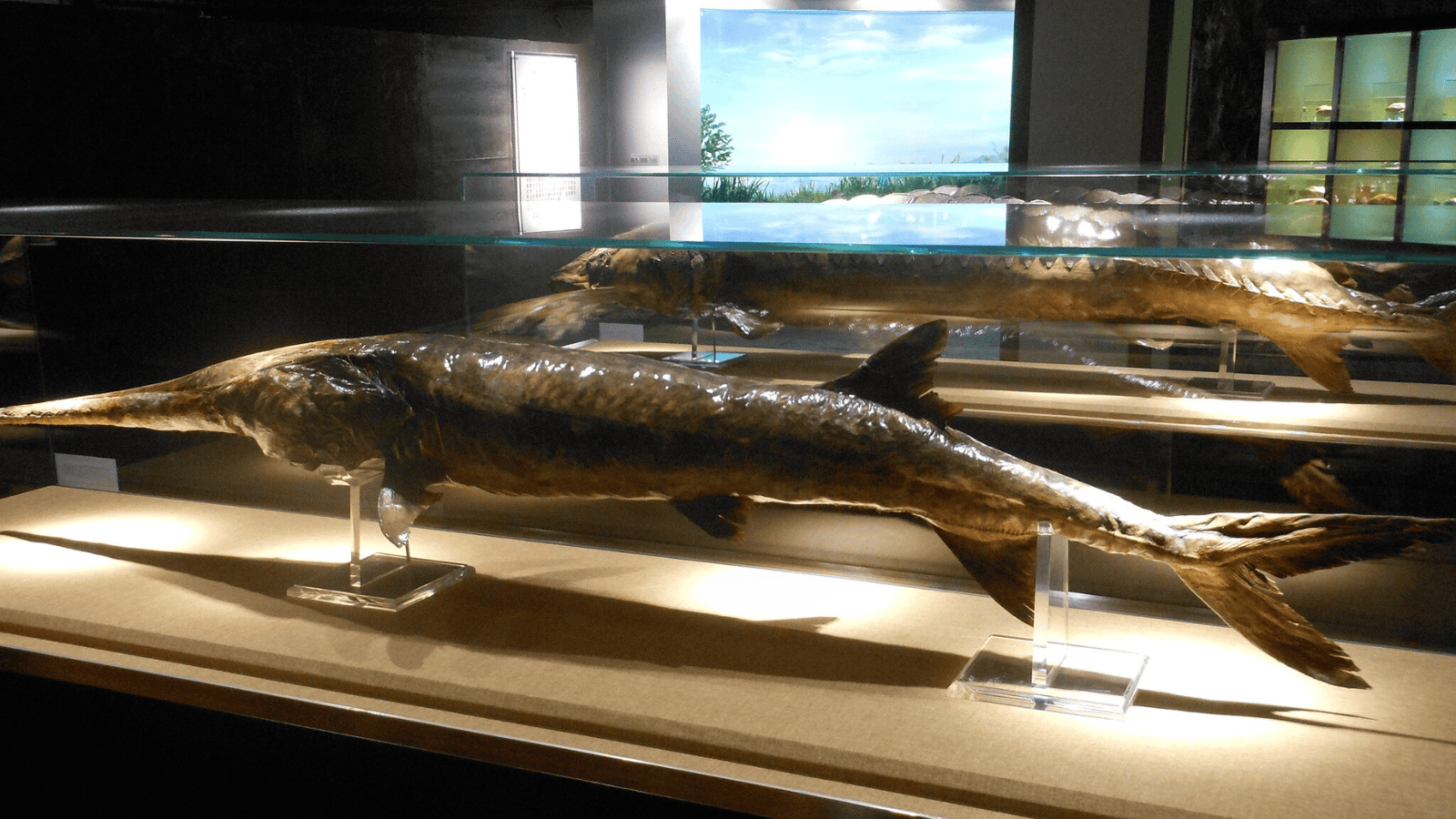 The Urgent Extinction Crisis: 20 Animals Lost Forever in the Past ...
