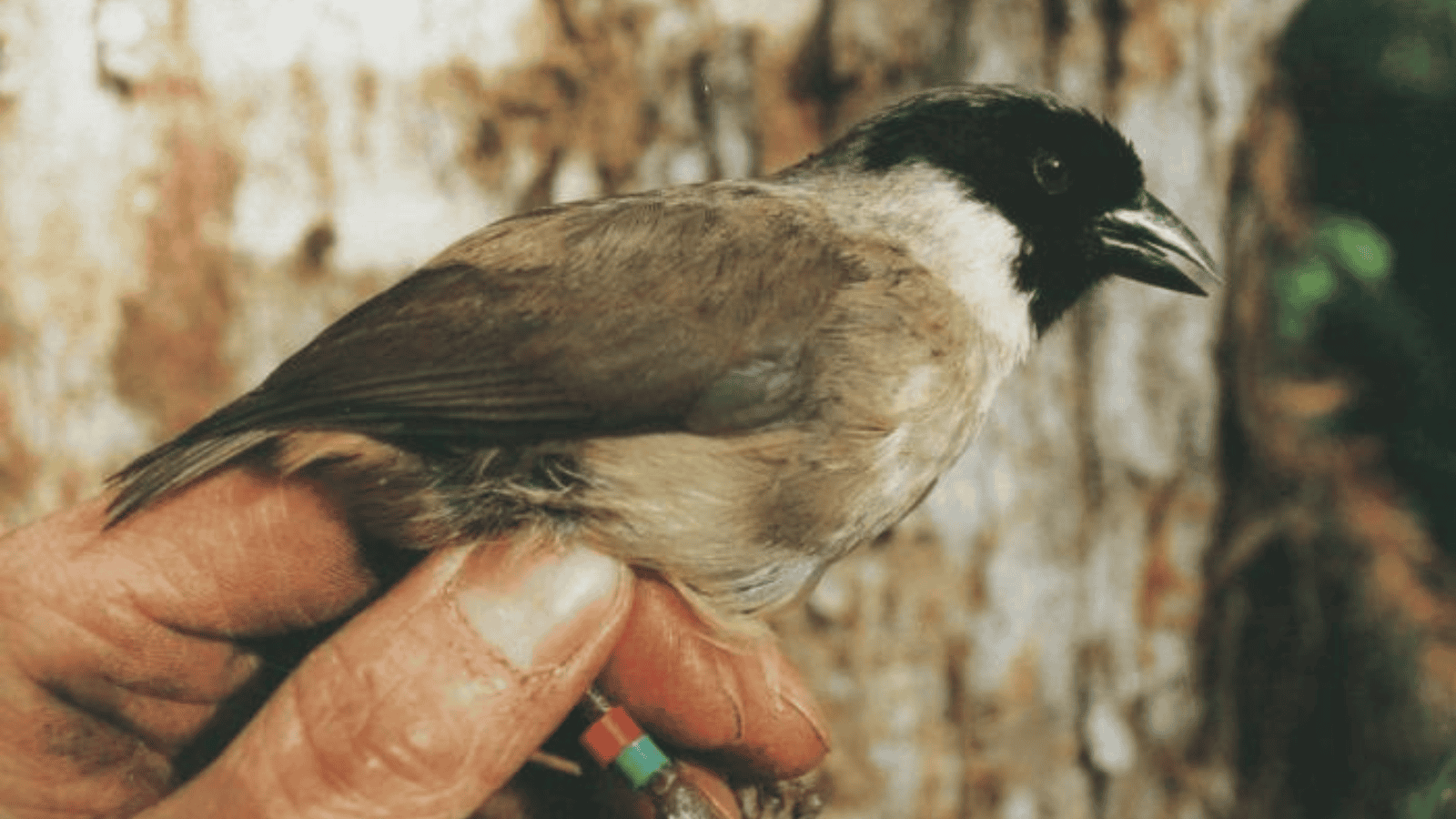 The Urgent Extinction Crisis: 20 Animals Lost Forever in the Past ...
