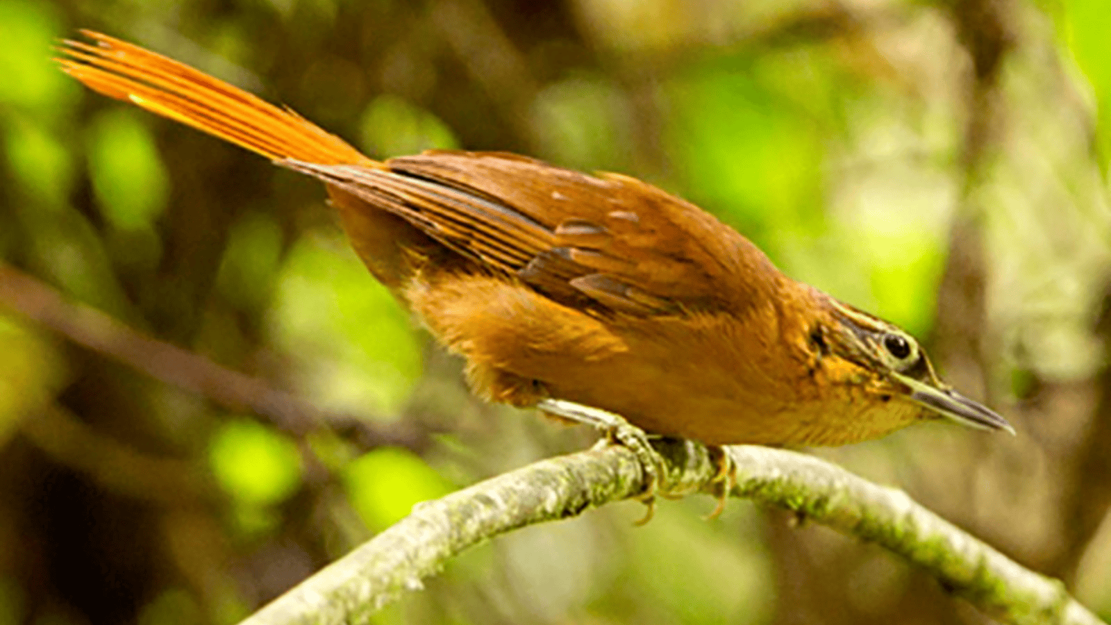 The Urgent Extinction Crisis: 20 Animals Lost Forever in the Past ...