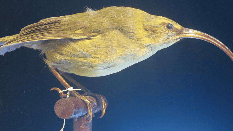 The Urgent Extinction Crisis: 20 Animals Lost Forever in the Past ...