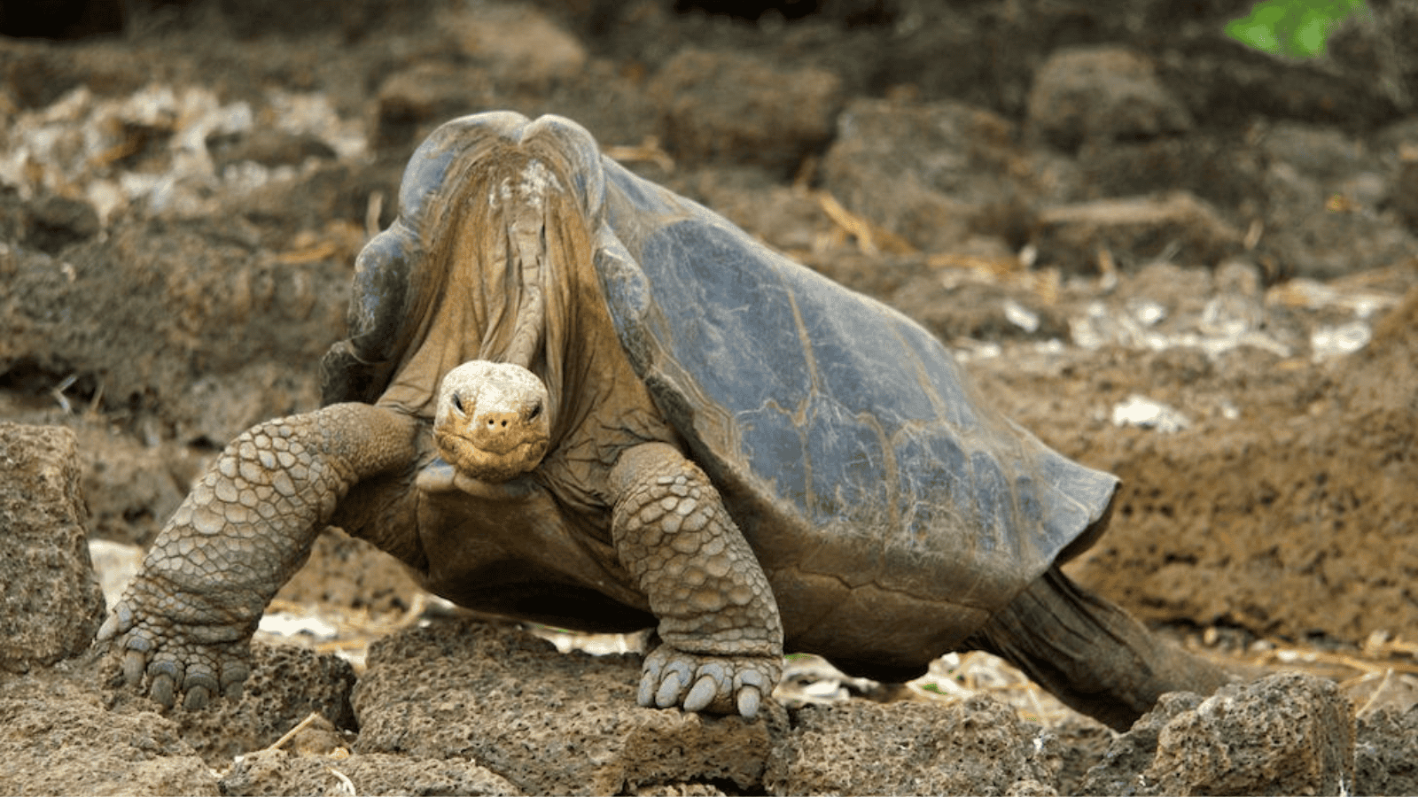 The Urgent Extinction Crisis: 20 Animals Lost Forever in the Past ...