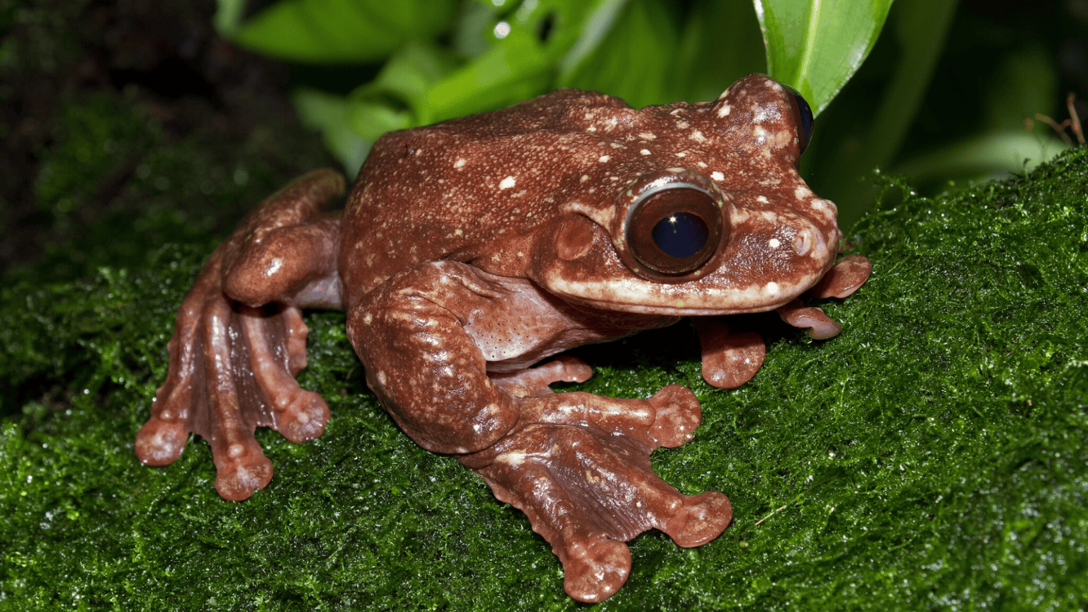 The Urgent Extinction Crisis: 20 Animals Lost Forever in the Past ...