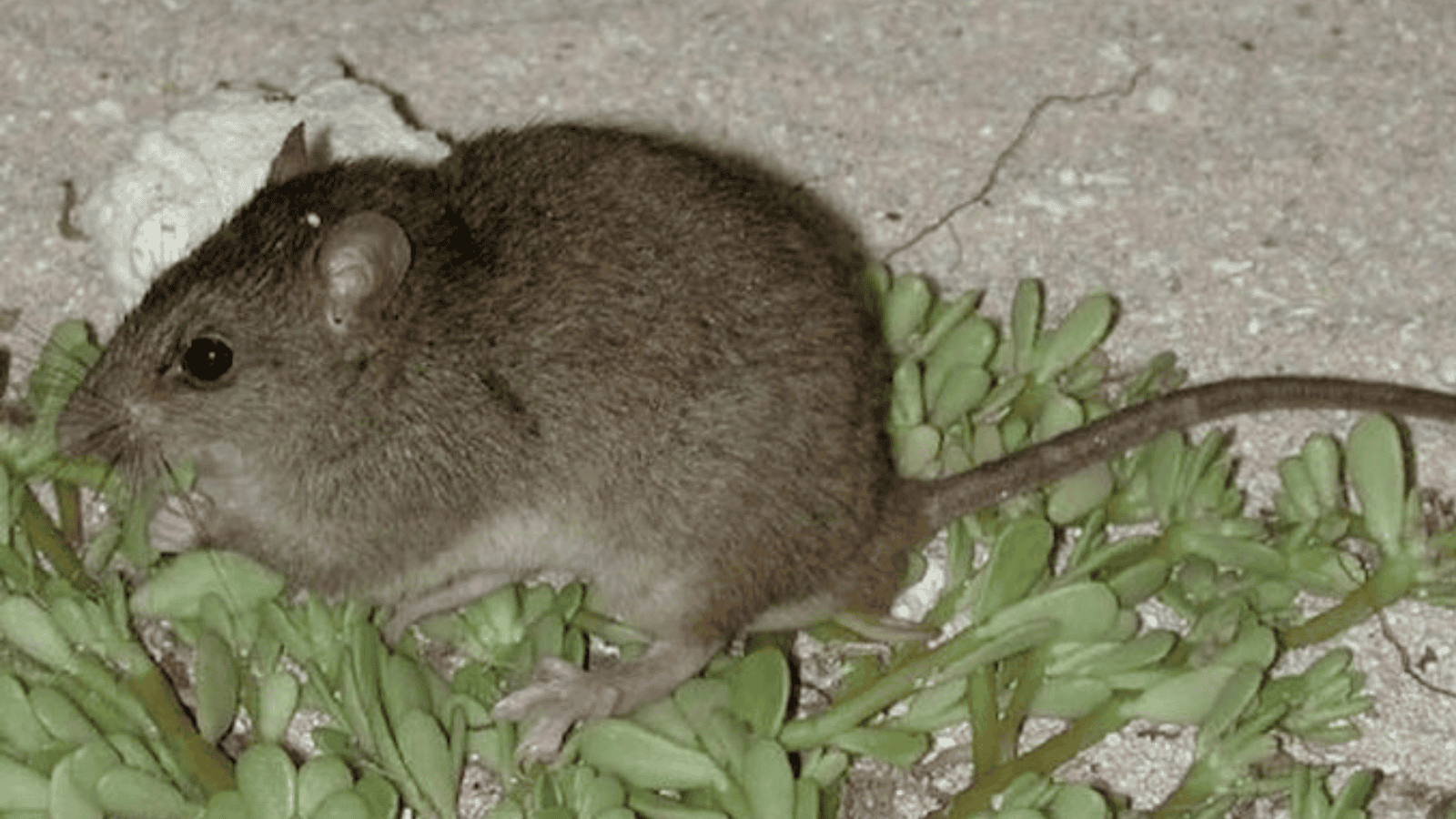 The Urgent Extinction Crisis: 20 Animals Lost Forever in the Past ...