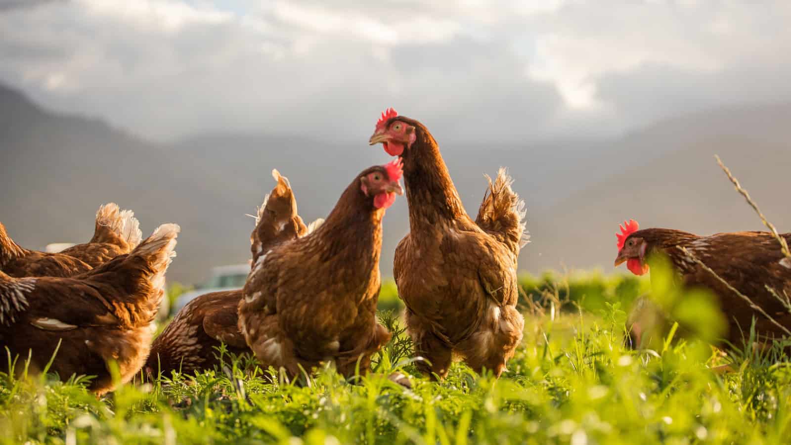 The Ultimate Family Trip: 20 Amazing Animal Sanctuaries You Can visit ...