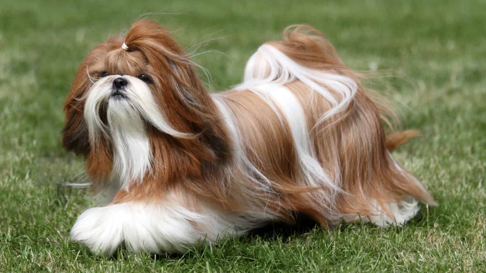 36 Chinese Words You Didn’t Know You Were Using Every Day - The Queen Zone