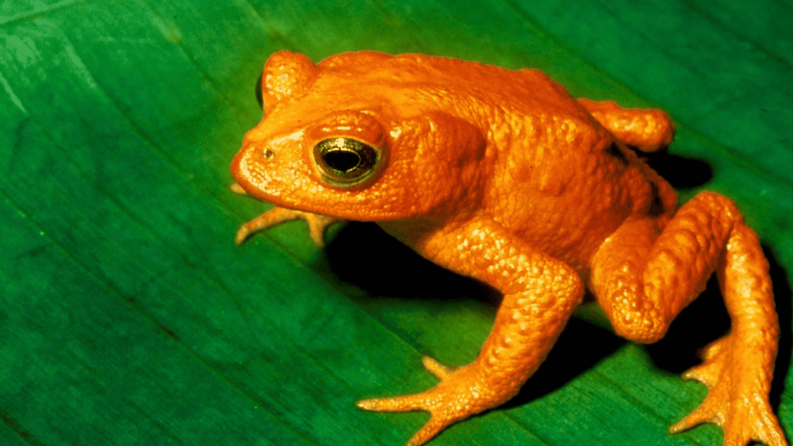 The Urgent Extinction Crisis: 20 Animals Lost Forever in the Past ...