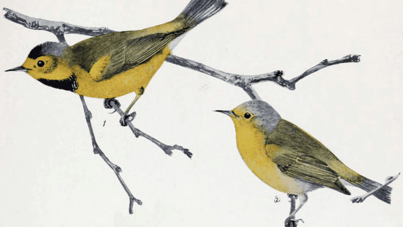 The Urgent Extinction Crisis: 20 Animals Lost Forever in the Past ...