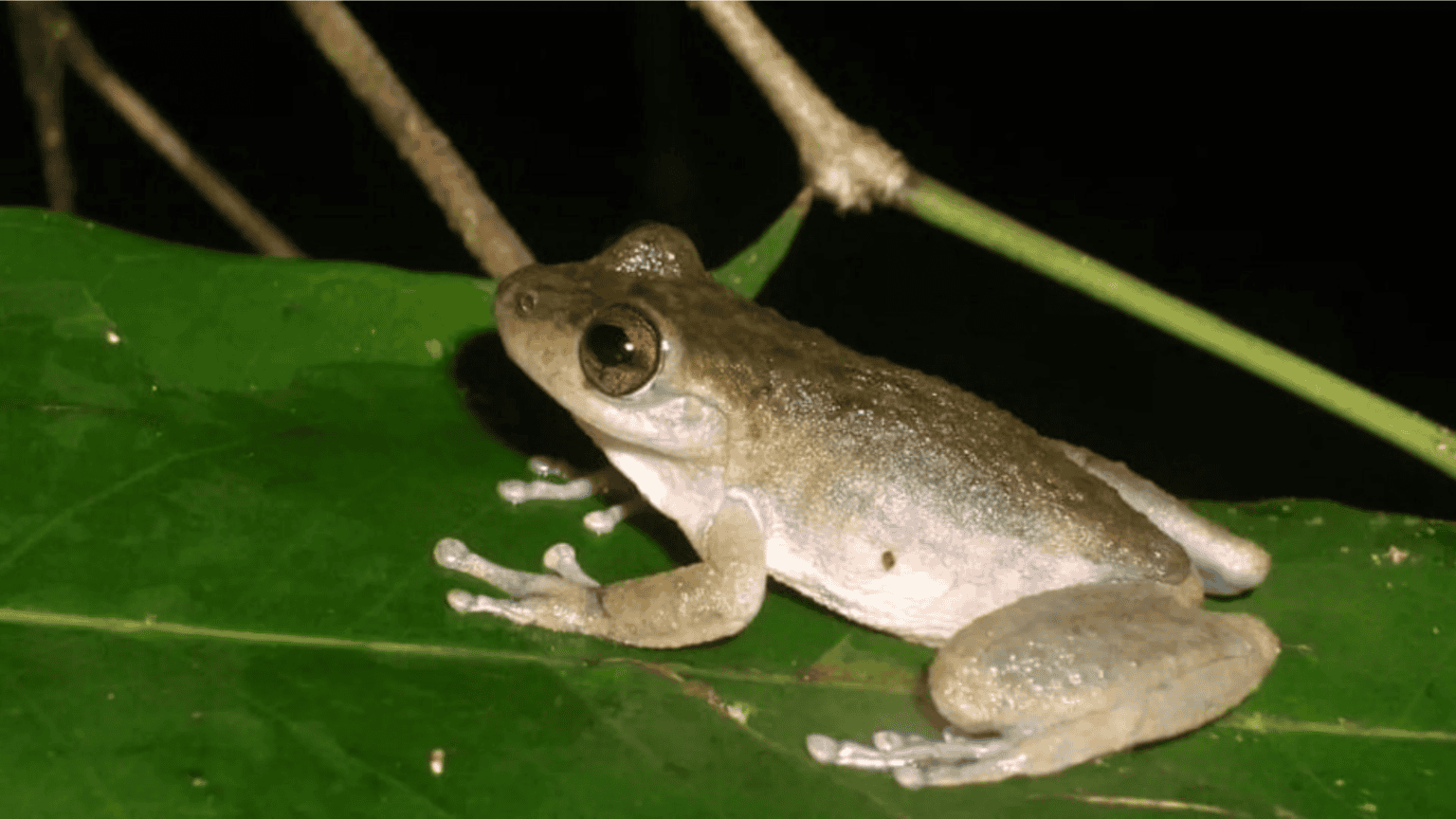 The Urgent Extinction Crisis: 20 Animals Lost Forever in the Past ...