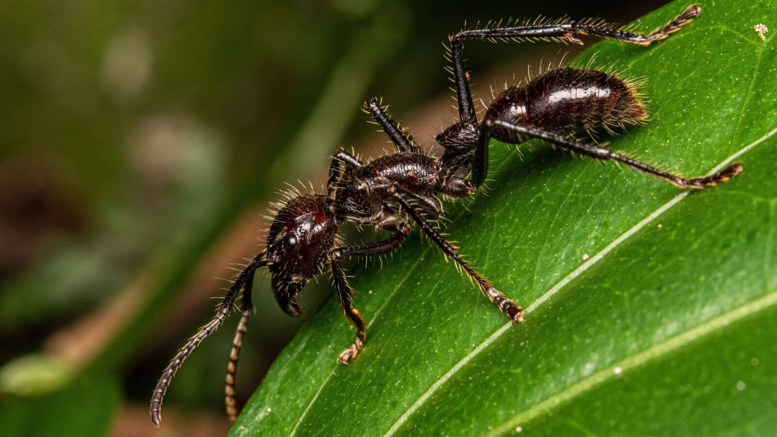 7 Deadly Insects That Have Invaded The United States & 10 Predators Who ...