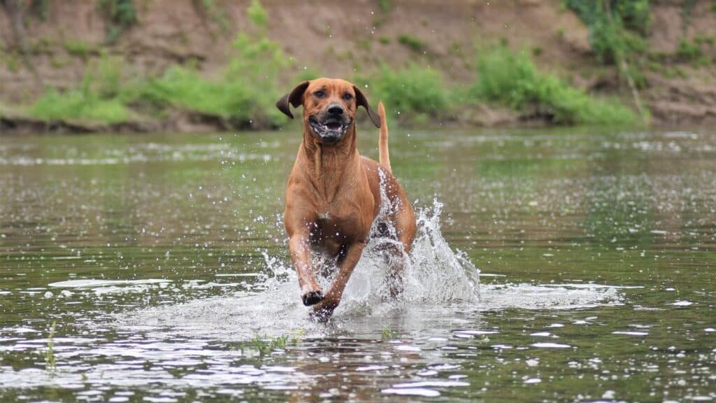 How to Spot "Dry Drowning" In Your Dog and 22 Canine Water Safety ...