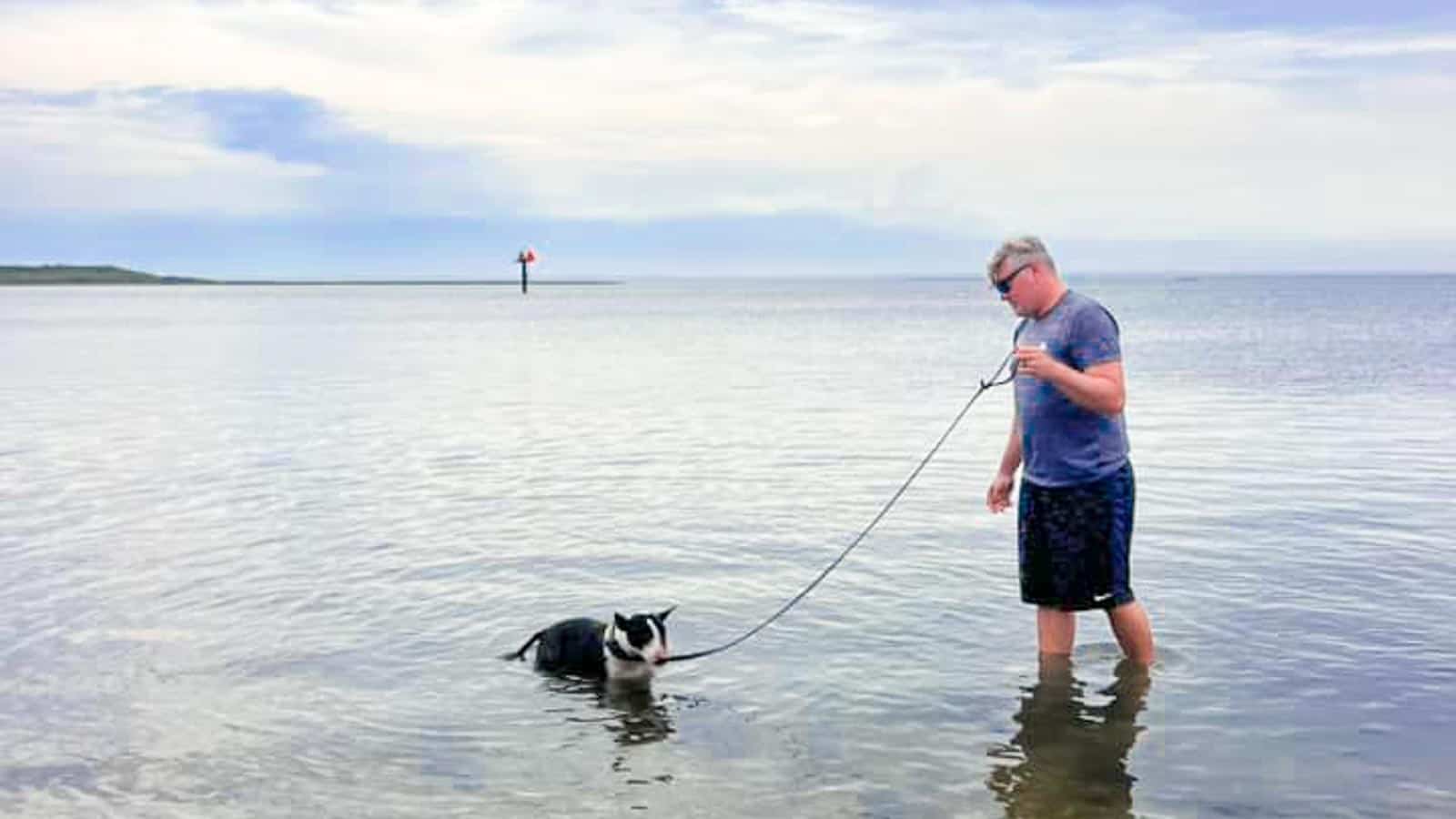 How to Spot "Dry Drowning" In Your Dog and 22 Canine Water Safety ...