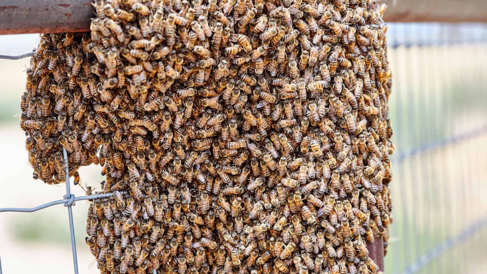 7 Deadly Insects That Have Invaded The United States & 10 Predators Who ...