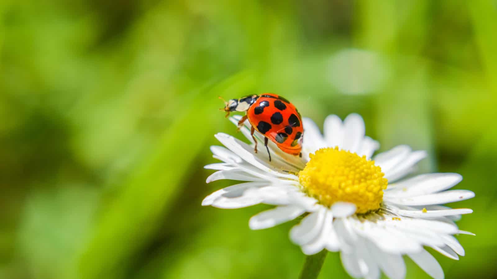 7 Deadly Insects That Have Invaded The United States & 10 Predators Who ...