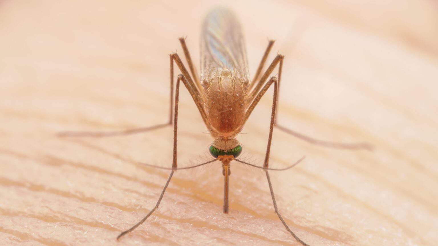 Why Mosquitoes Prefer You, And How to Make Them Stop - The Queen Zone
