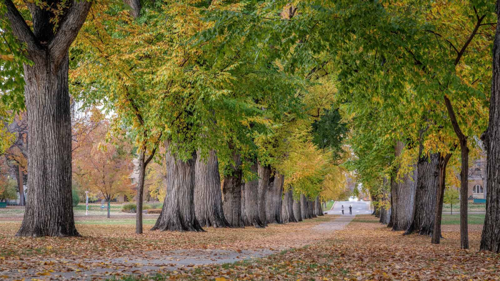 20 American Trees Species We May Lose In Our Lifetime - The Queen Zone