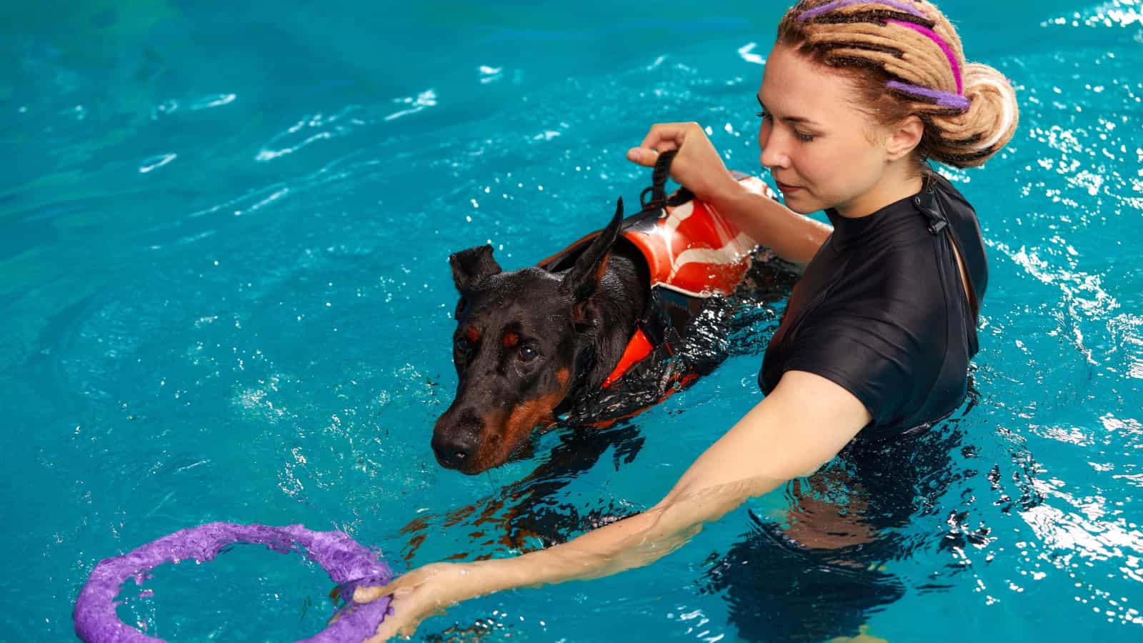 How to Spot "Dry Drowning" In Your Dog and 22 Canine Water Safety ...
