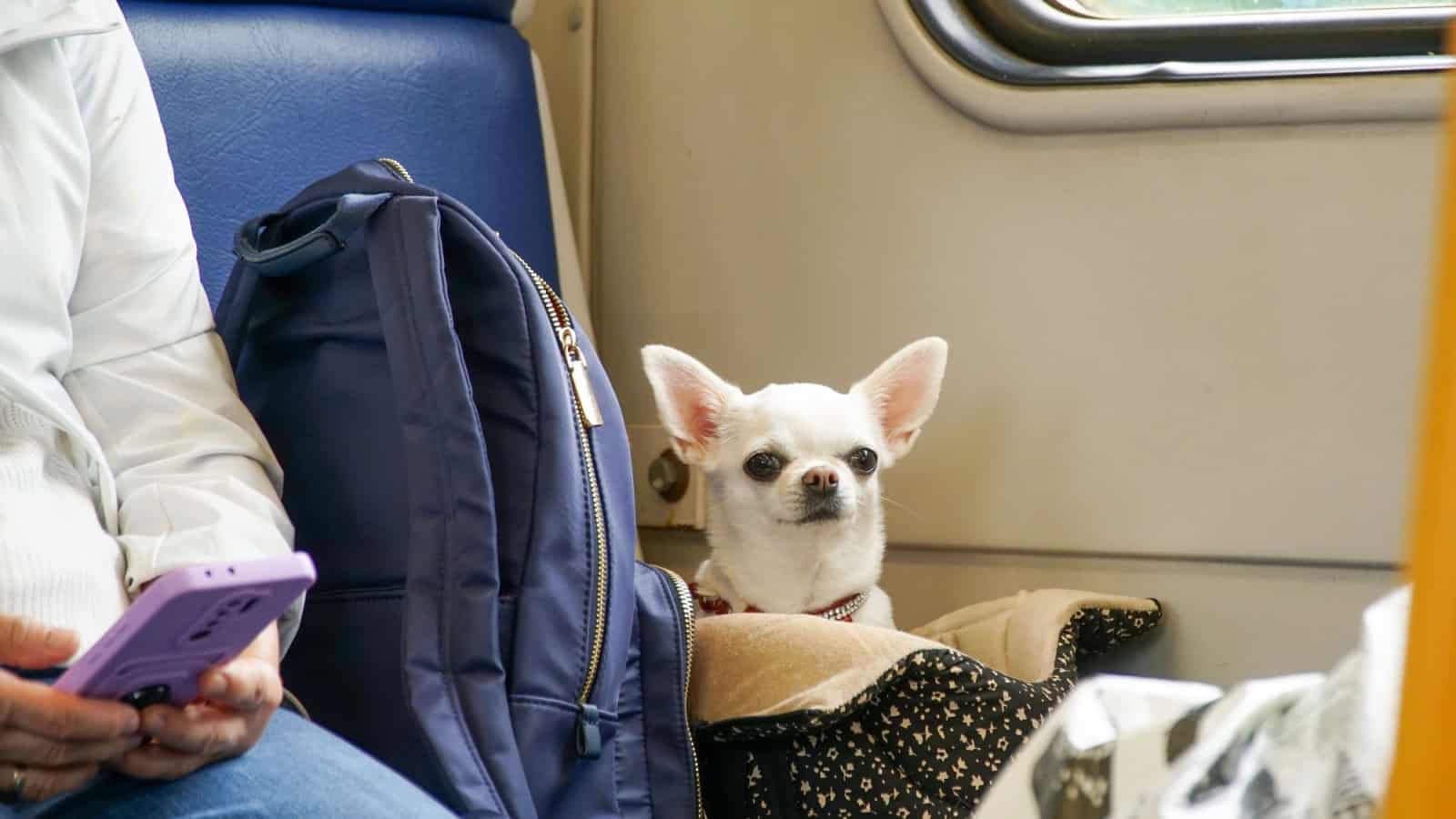 How To Travel With Your Dog: Planes, Trains, Automobiles – and Boats ...