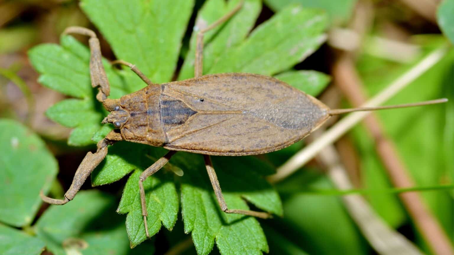 7 Deadly Insects That Have Invaded The United States & 10 Predators Who ...