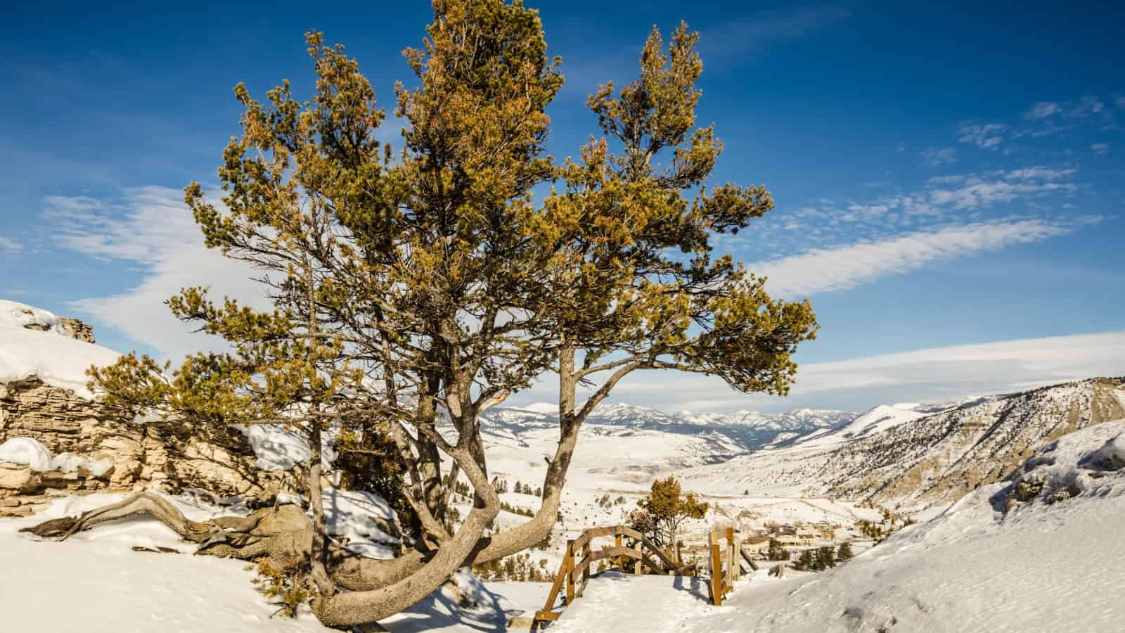 20 American Trees Species We May Lose In Our Lifetime - The Queen Zone