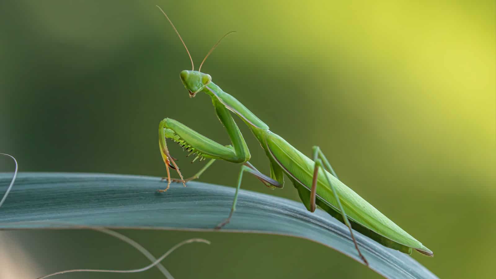 7 Deadly Insects That Have Invaded The United States & 10 Predators Who ...