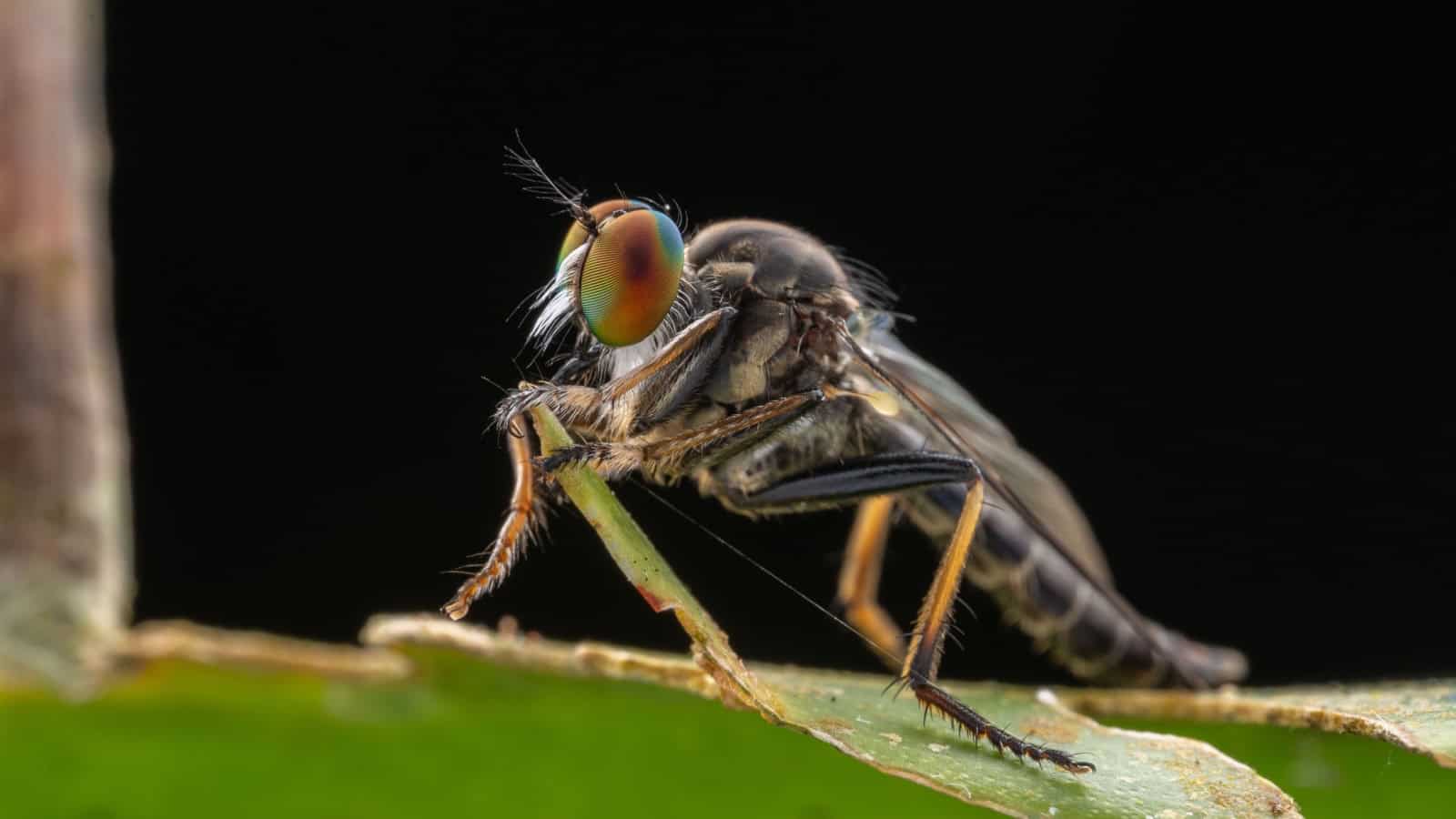 7 Deadly Insects That Have Invaded The United States & 10 Predators Who ...