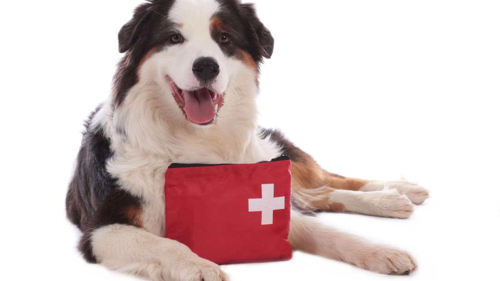 What Every Dog Owner Must Have in Their First Aid Kit (And How To Tell ...