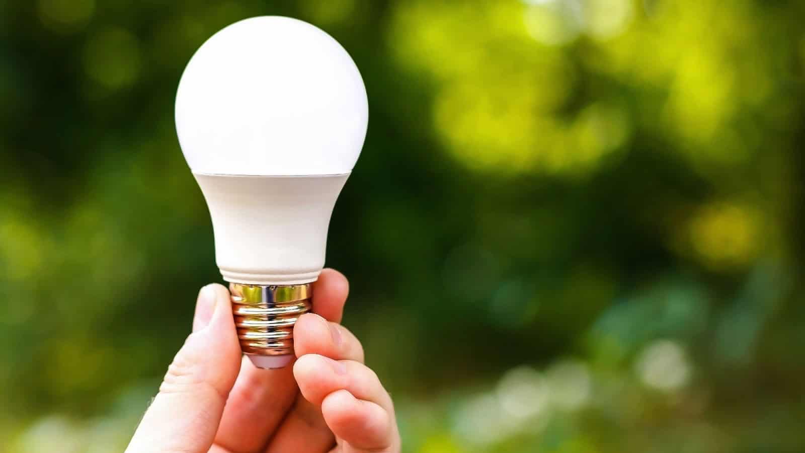 Choosing the Right Lightbulb: A Buyer's Guide - The Queen Zone