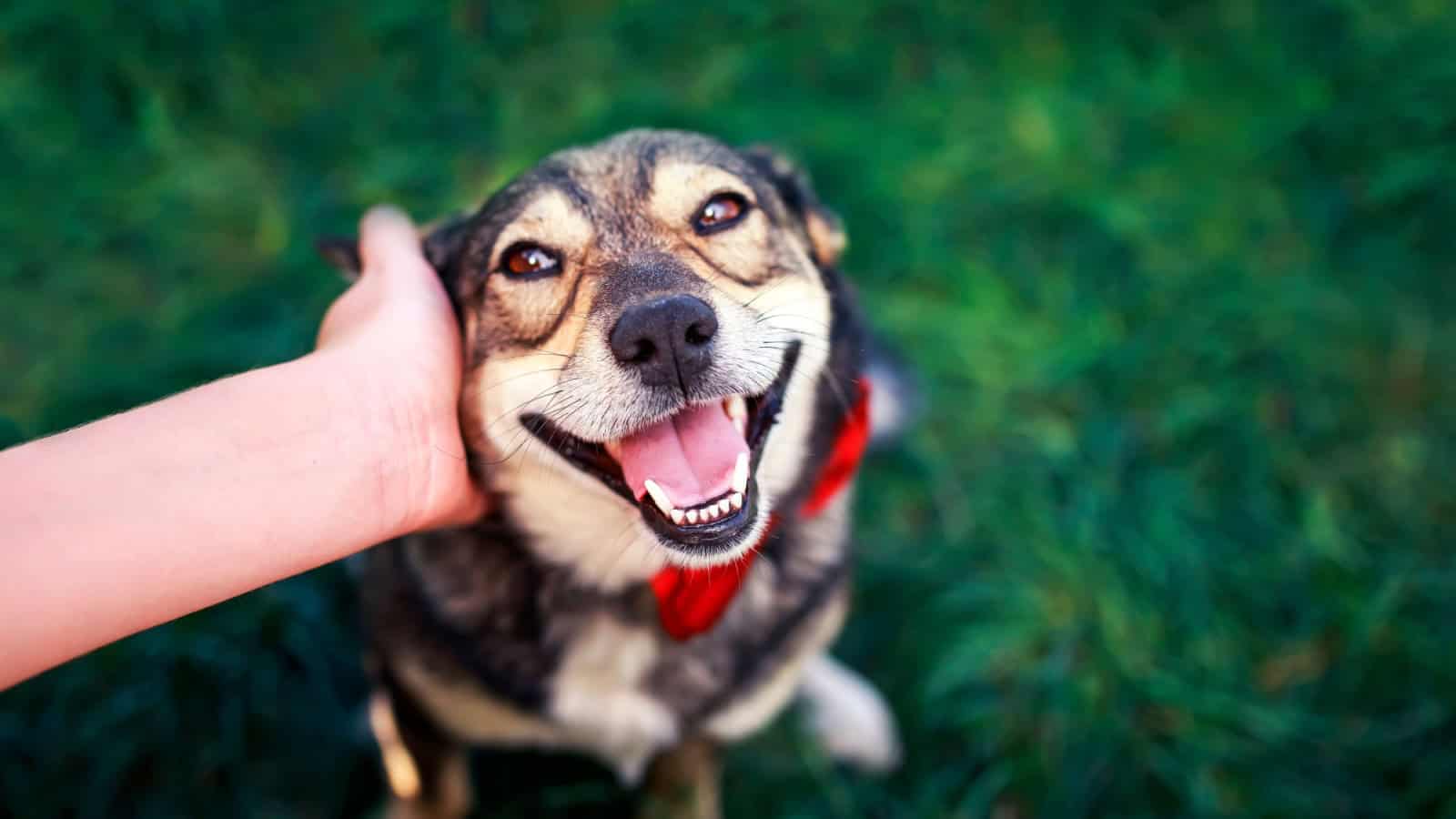 Microchipping: The Lifesaving Tool Every Dog Owner Should Use—But ...