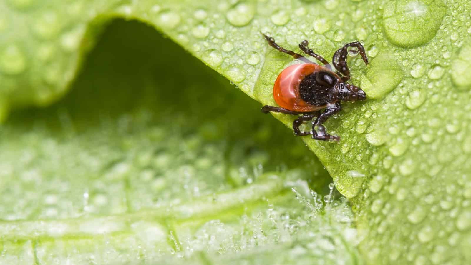 10 Symptoms of Lyme Disease That Americans Ignore All the Time - The ...
