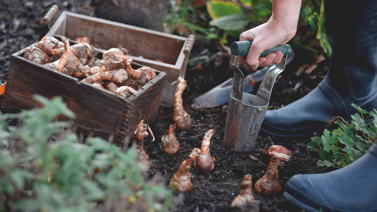 Want Gorgeous Spring Flowers? Here’s How to Plant Fall Bulbs Like a Pro ...