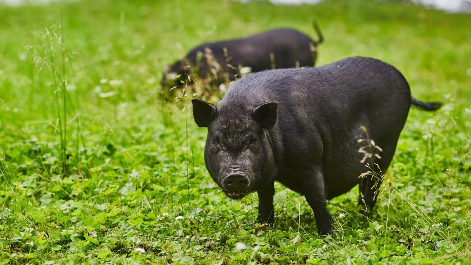 11 Heroic Dogs, Cats (and Even a Pig!) Who Saved Lives! - The Queen Zone