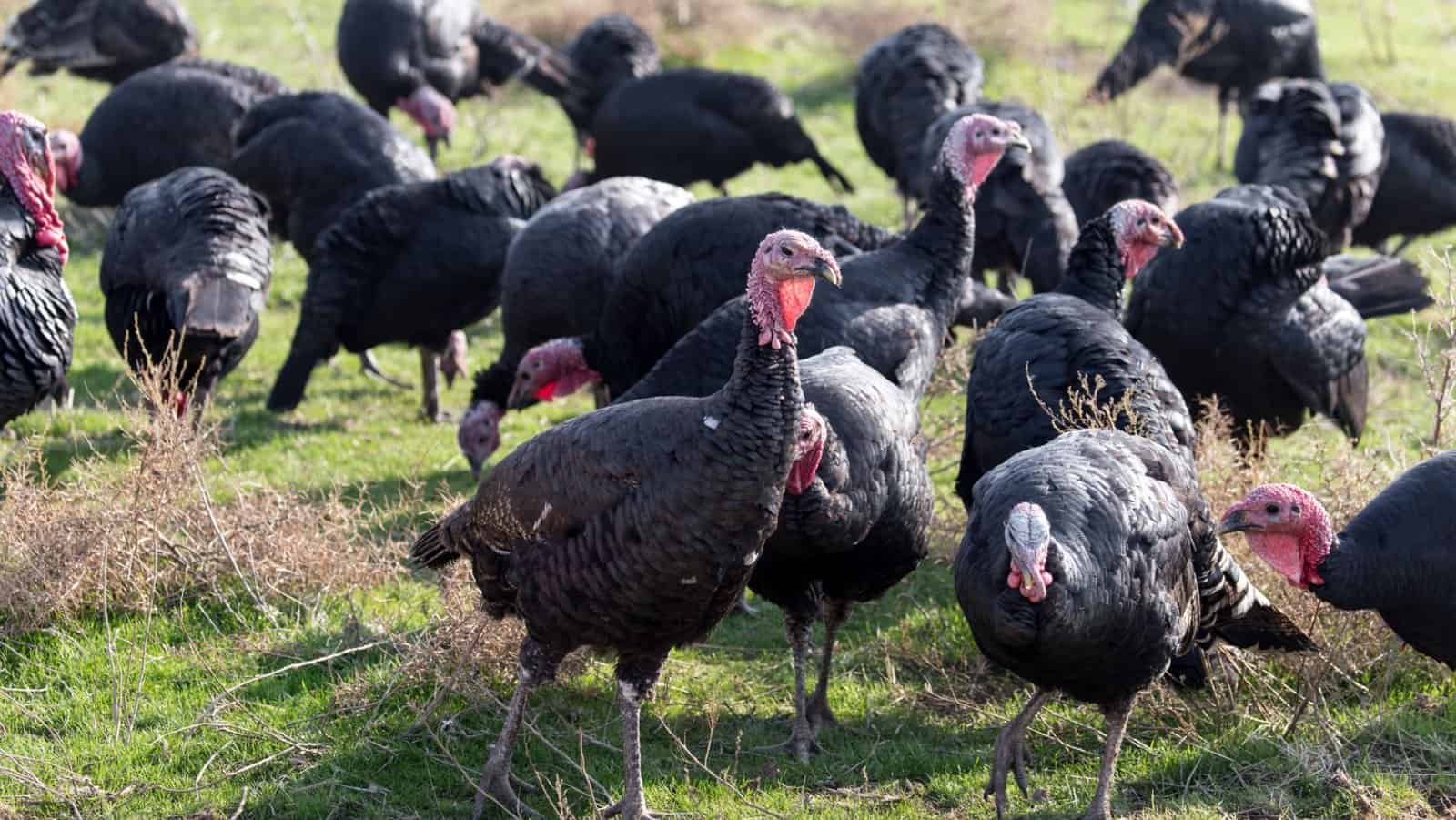 This is What Was Actually Served at the First Thanksgiving - The Queen Zone