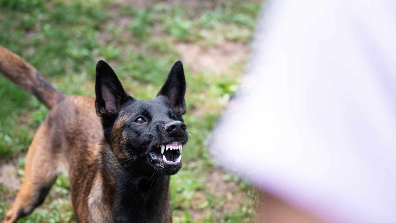 Rabies Risk: How to Respond if Bitten by a Dog with Unknown Vaccination ...