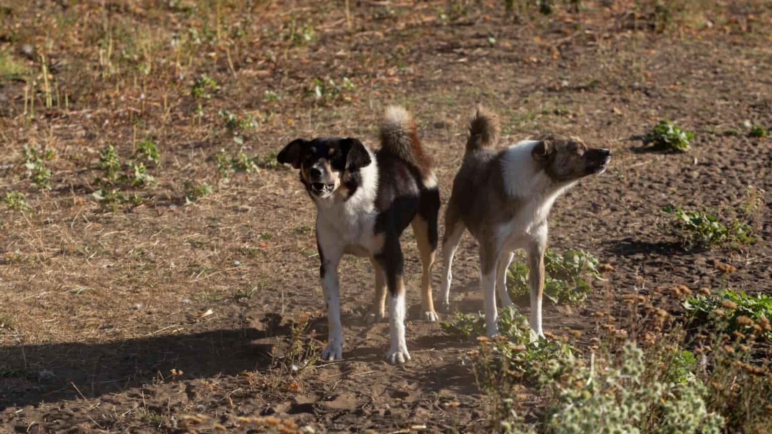 Rabies Risk: How to Respond if Bitten by a Dog with Unknown Vaccination ...