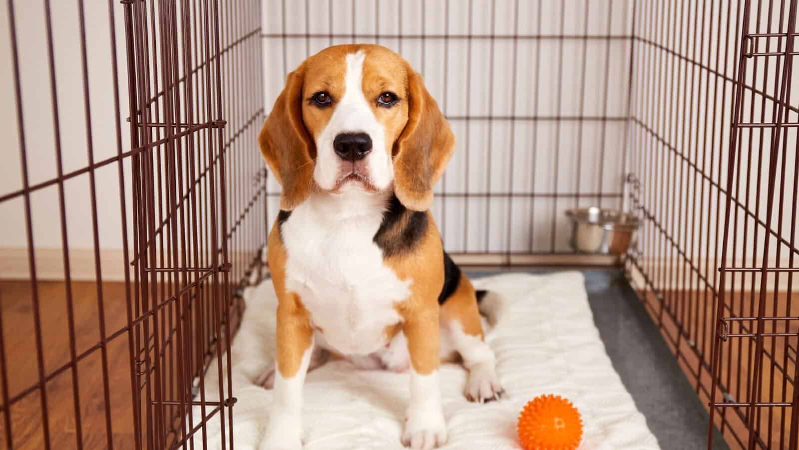 15 Proven Benefits of Crate Training Your Dog - The Queen Zone