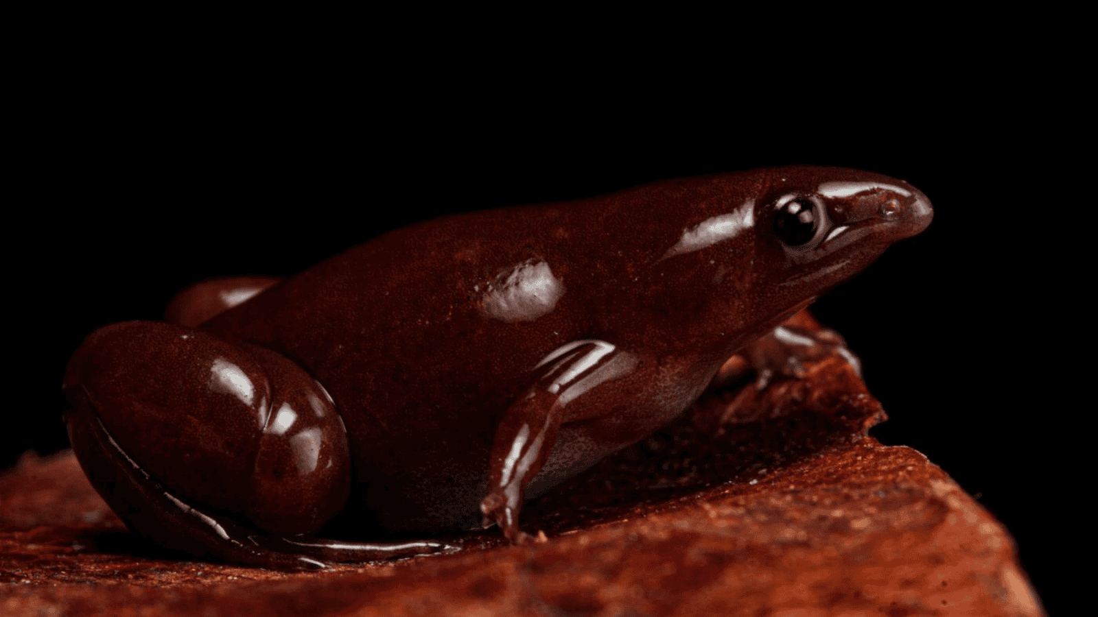 10 "Extinct" Animals That Made a Surprise Comeback - The Queen Zone