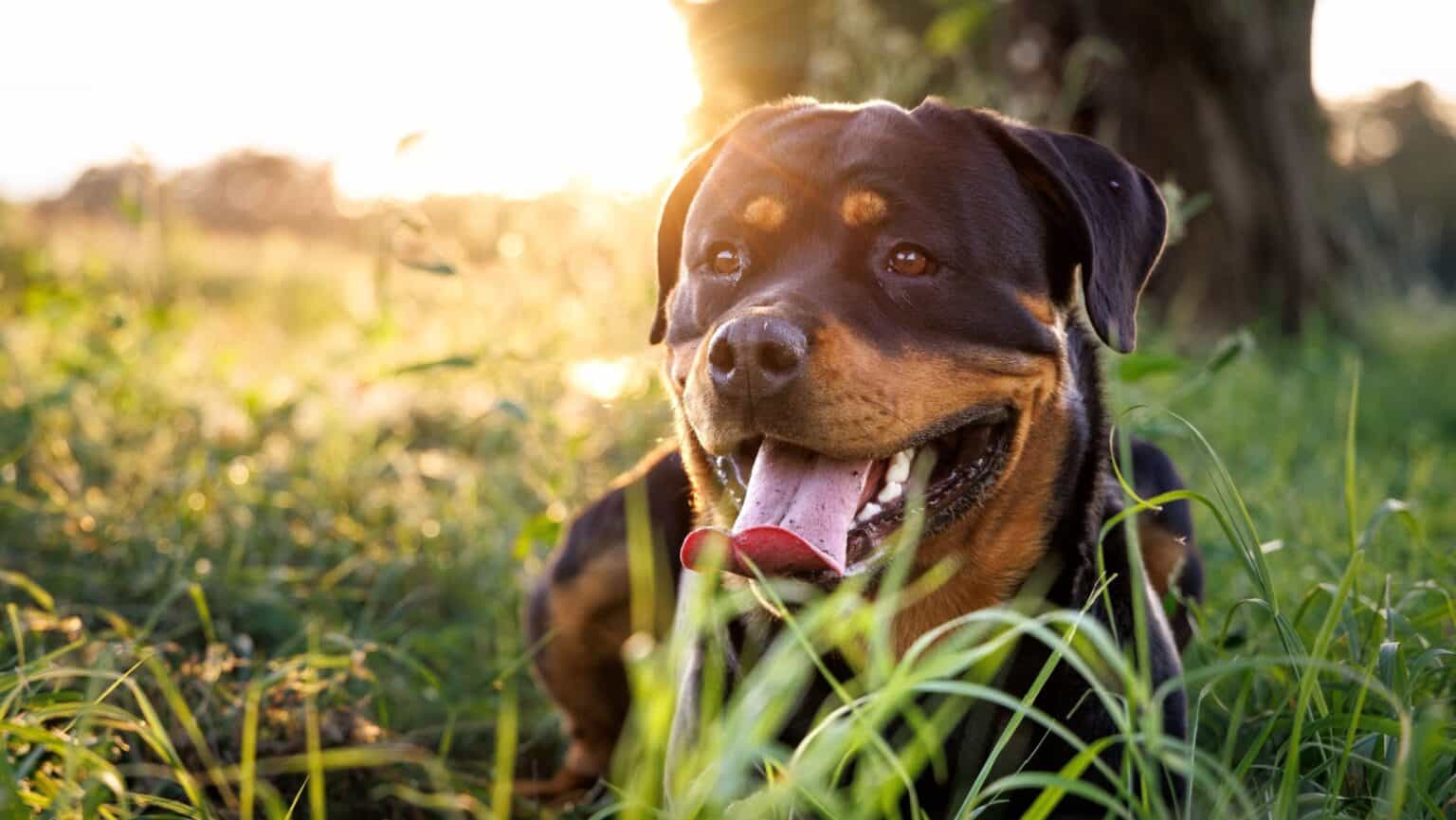 10 smartest dog breeds that are easy to train - The Queen Zone