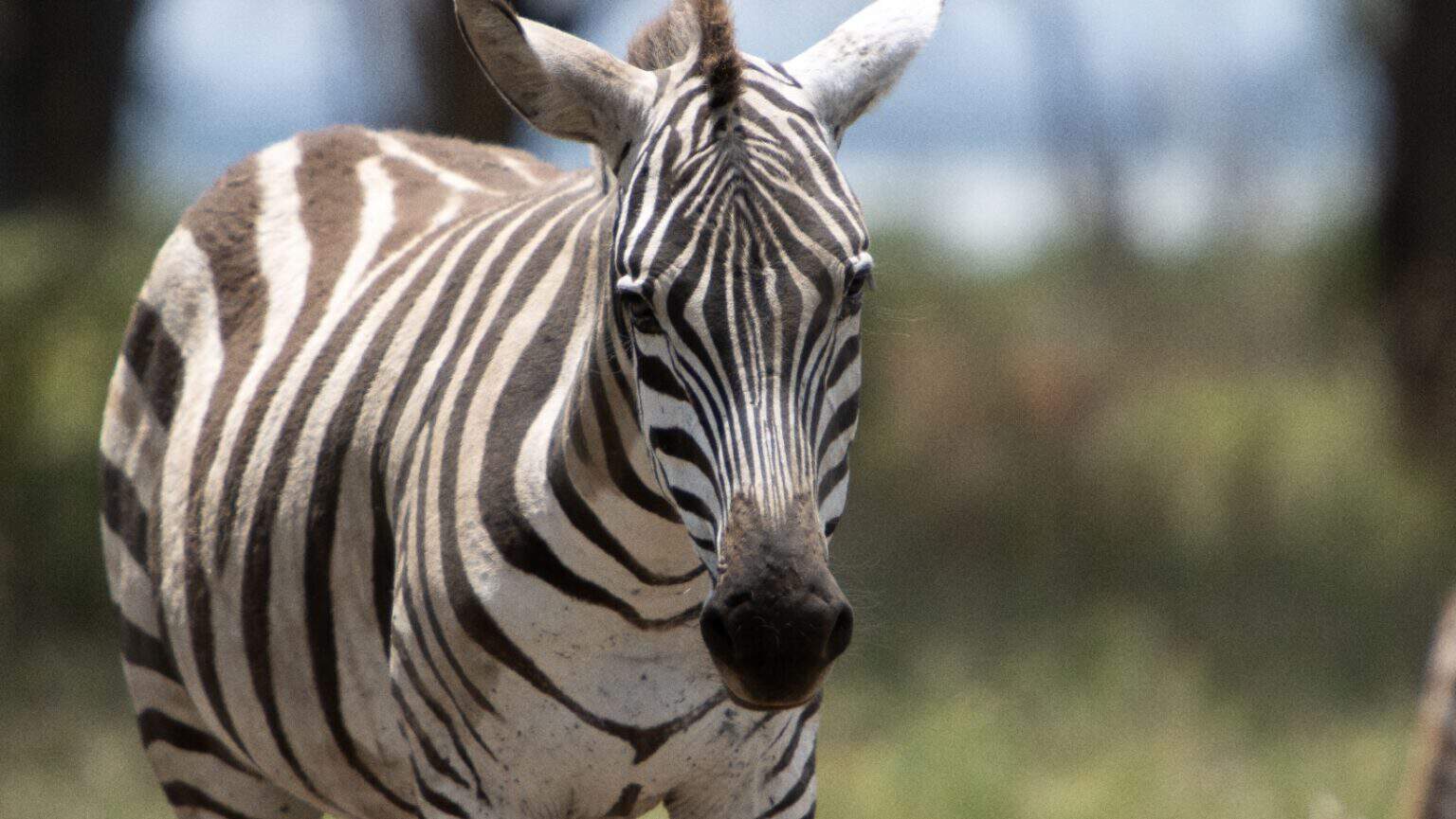 From Zoos to Freedom: 10 Of The Most Daring Animal Escapes Ever - The ...
