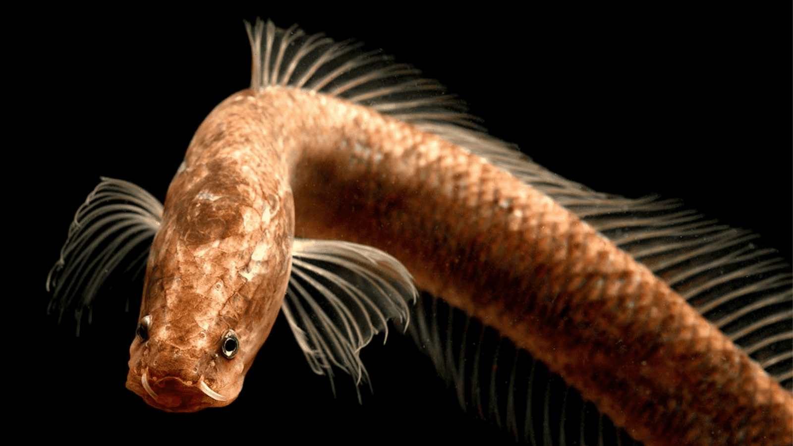 10 "Extinct" Animals That Made a Surprise Comeback - The Queen Zone