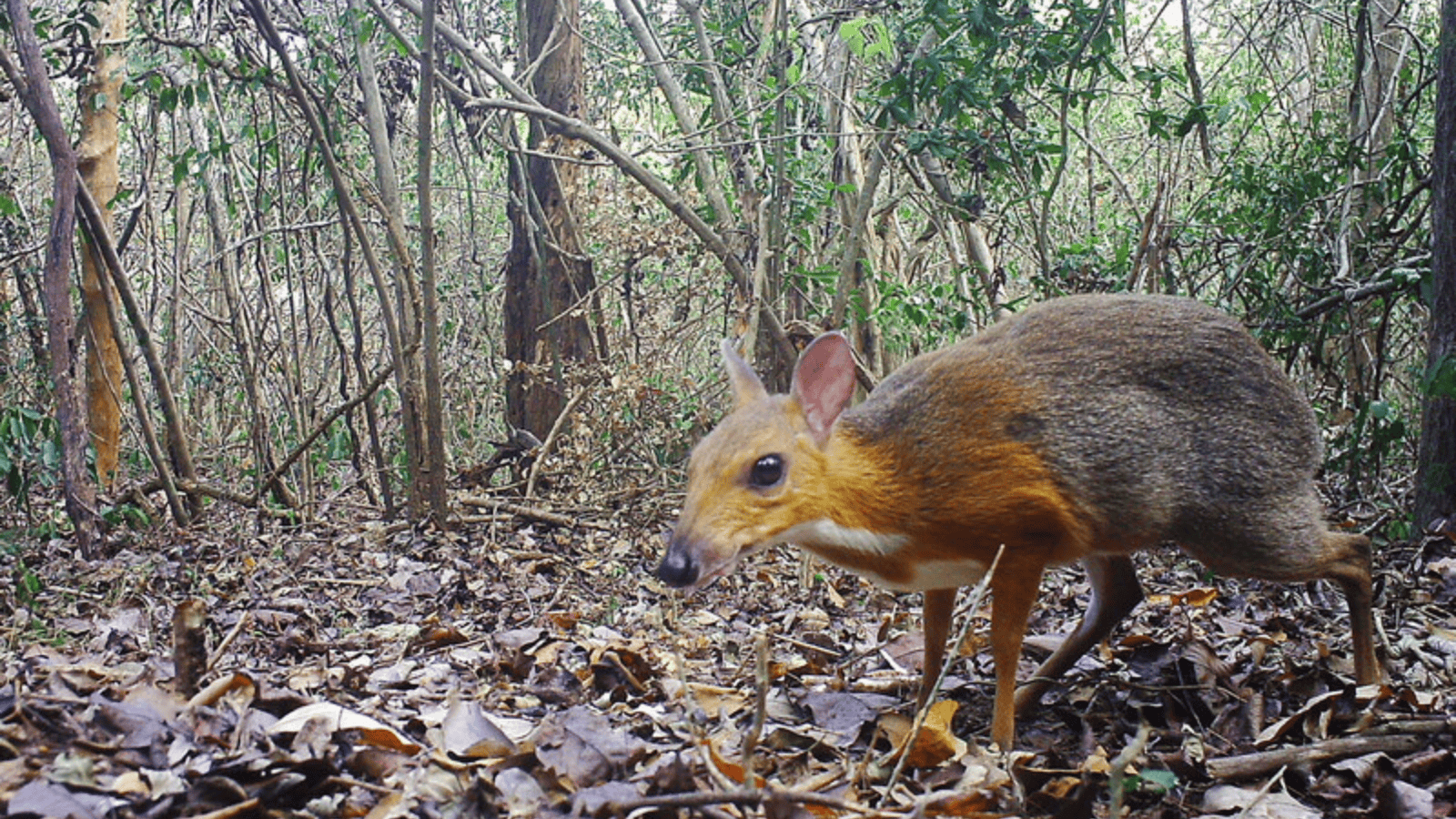 10 "Extinct" Animals That Made a Surprise Comeback - The Queen Zone