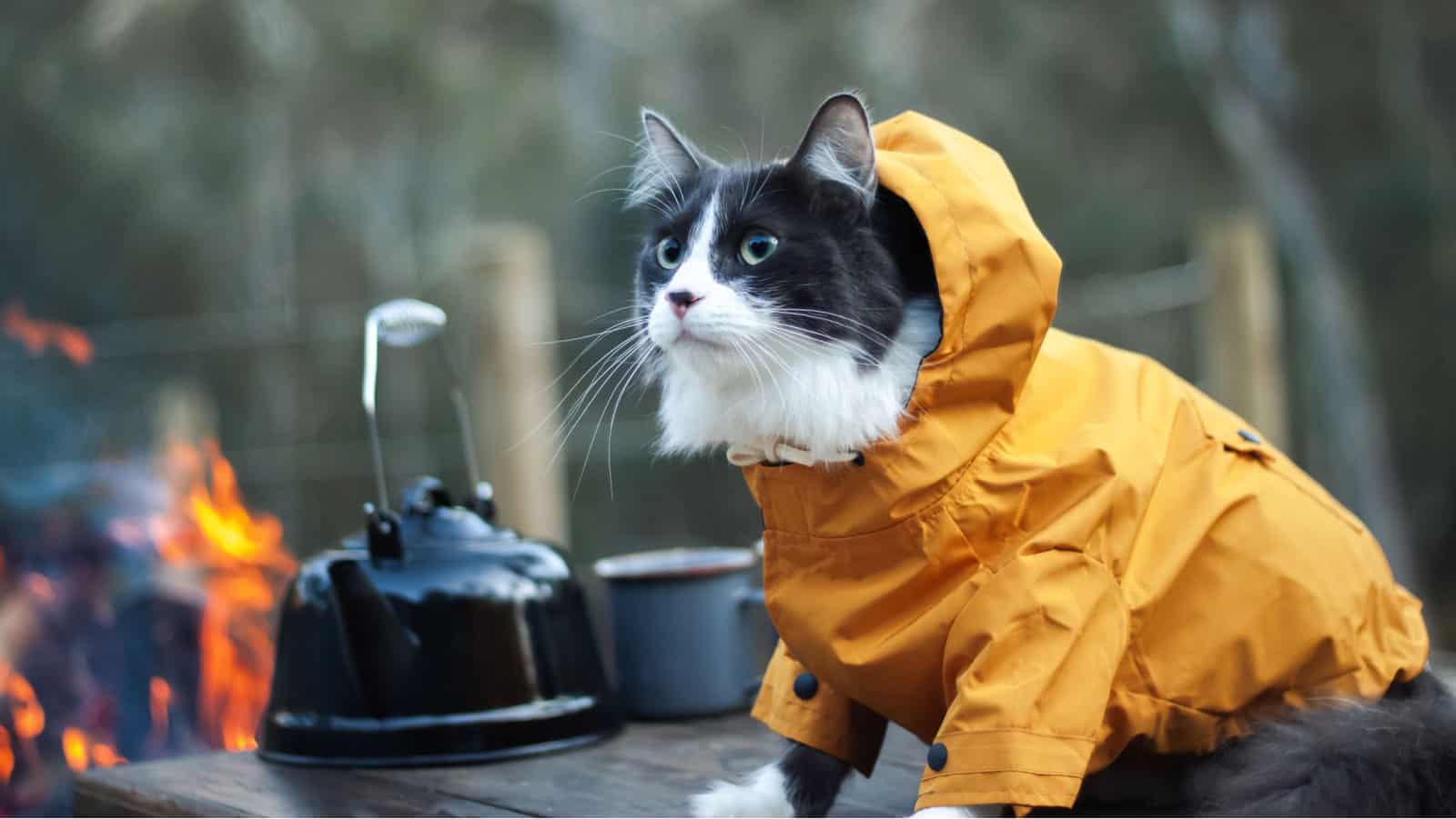 Adventure Catting: How To Turn Your Feline Into An Outdoor Explorer ...