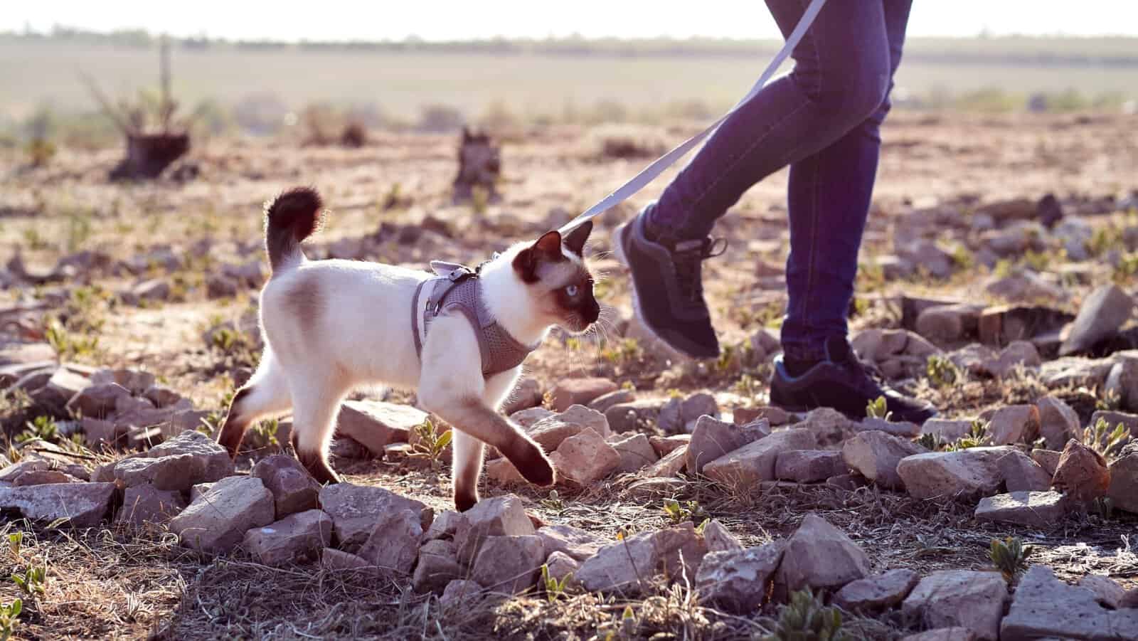 Adventure Catting: How To Turn Your Feline Into An Outdoor Explorer ...