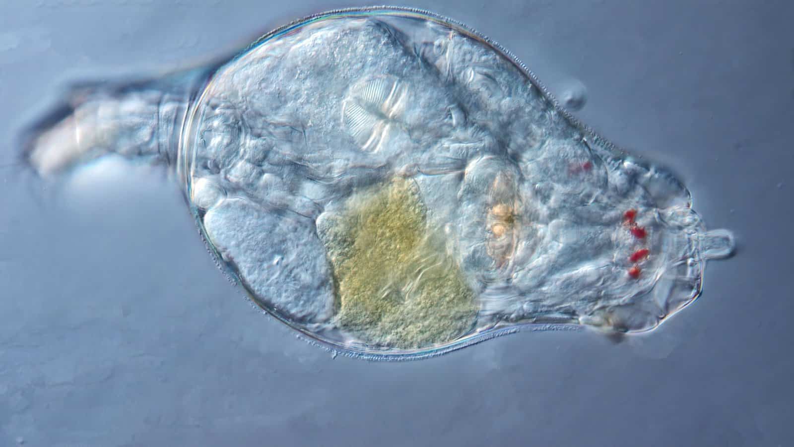 8 Animals That Can Reproduce Without A Mate - The Queen Zone